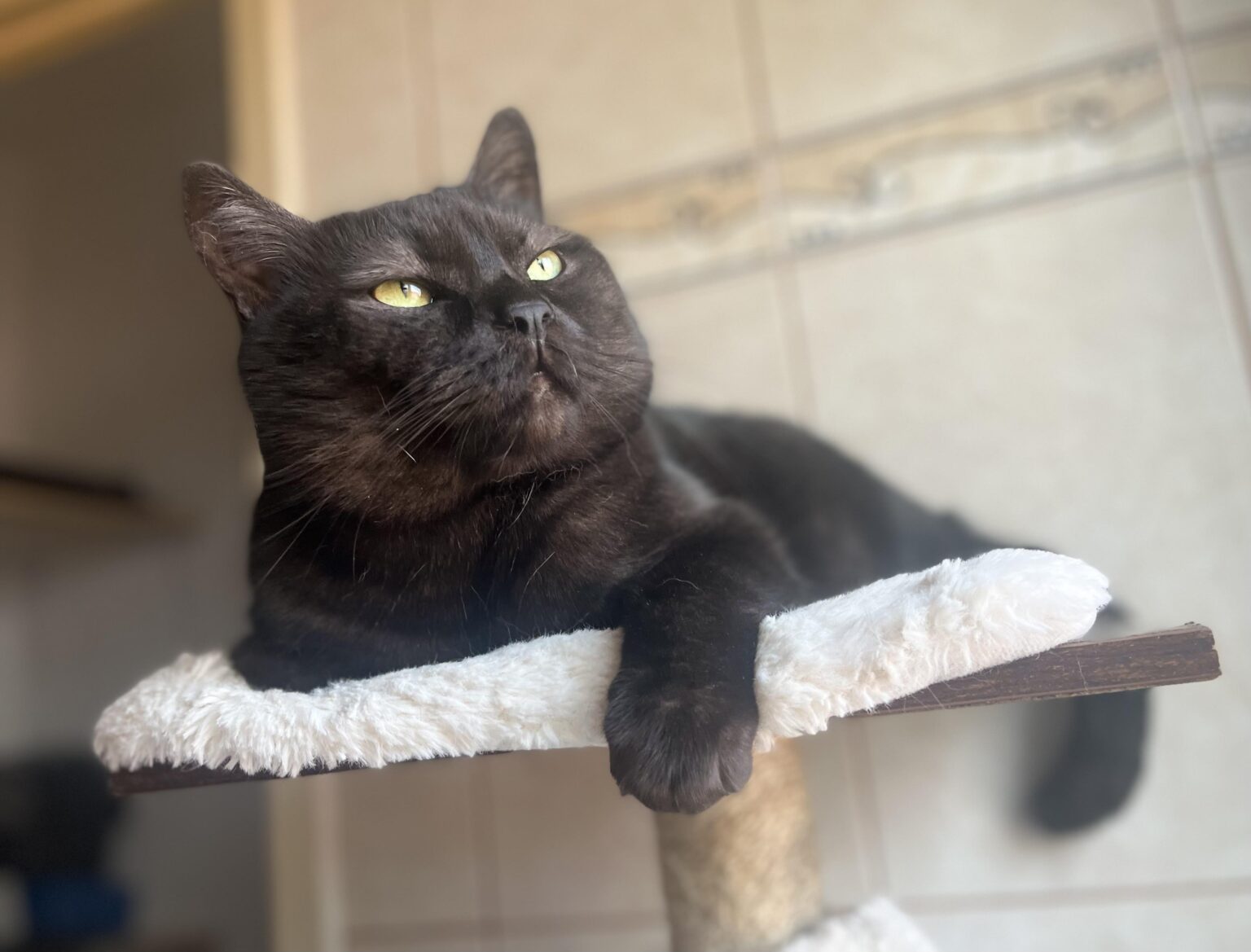 Sir William - The Great Catsby